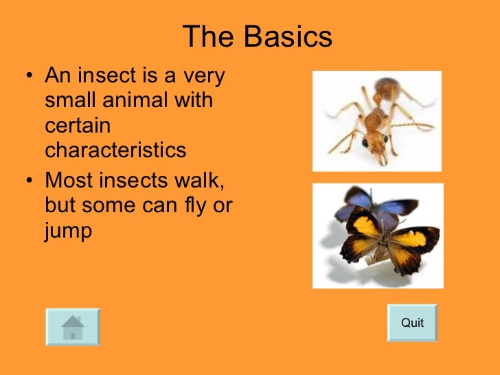 Insects Powerpoint