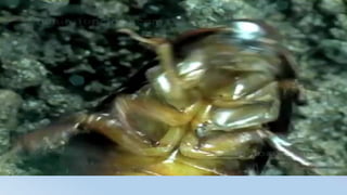 INSECT-REPRODUCTION.pdf entomology copyright | PPT