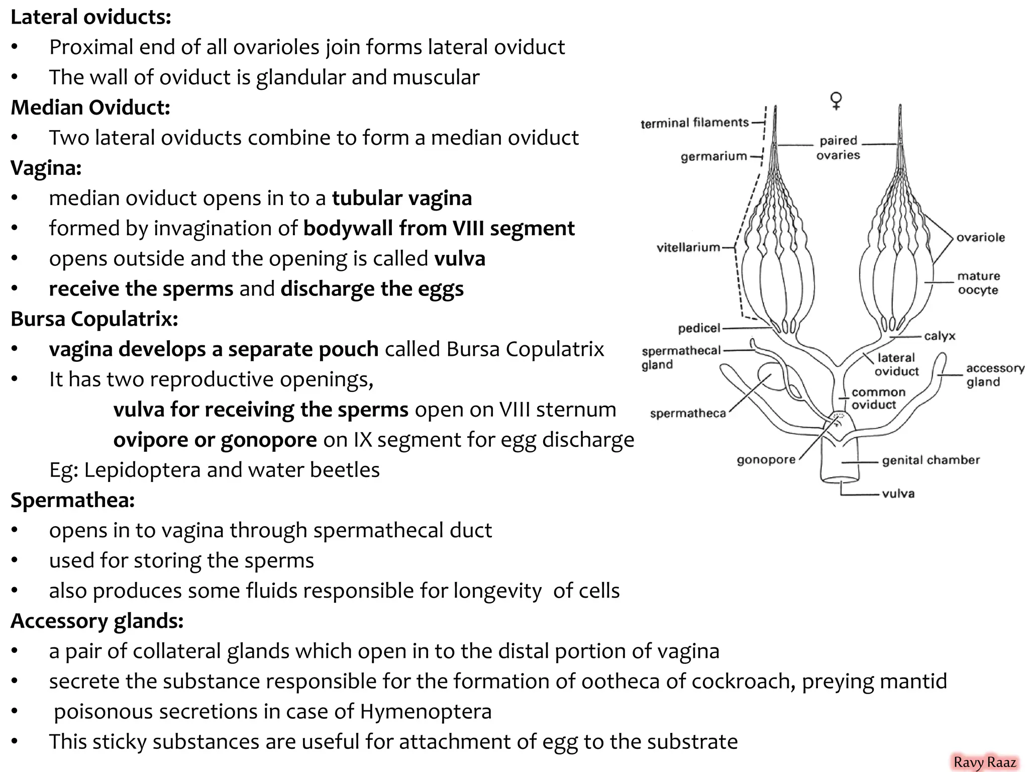 Insect-Reproductive-System (Entomology 1) | PDF