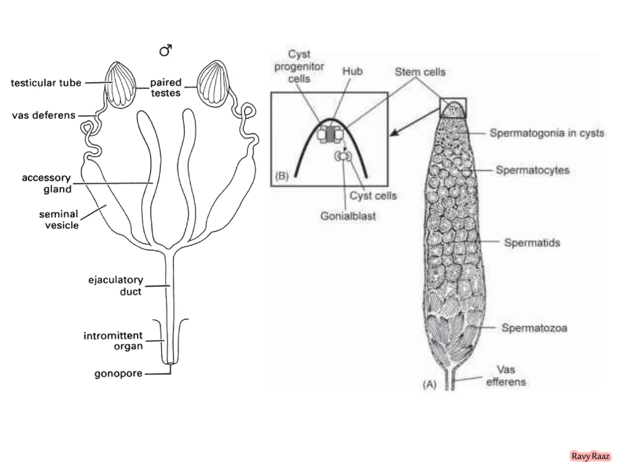 Insect-Reproductive-System (Entomology 1) | PDF