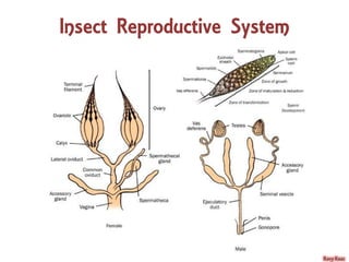 Insect-Reproductive-System (Entomology 1) | PDF