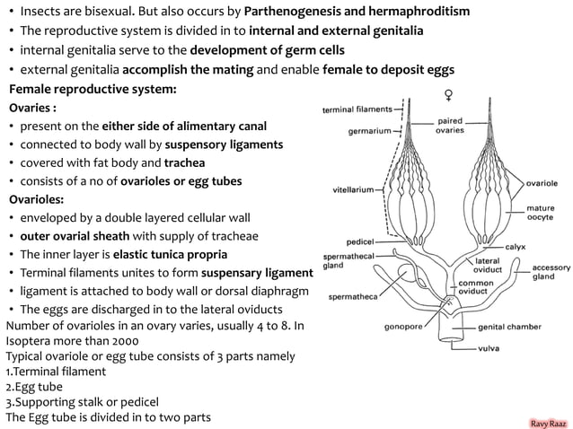 Insect-Reproductive-System (Entomology 1) | PDF | Infertility ...