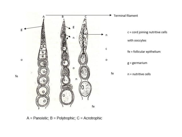 Insect-Reproductive-System (Entomology 1) | PDF | Infertility ...