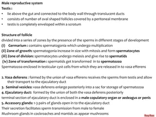 Insect-Reproductive-System (Entomology 1) | PDF