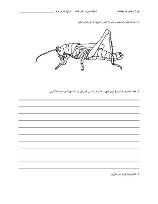 Insect study pashto | DOC