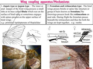 Insect-Wing-1.pdf | Birdwatching | Hobbies & Interests