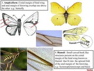 Insect-Wing-1.pdf | Birdwatching | Hobbies & Interests