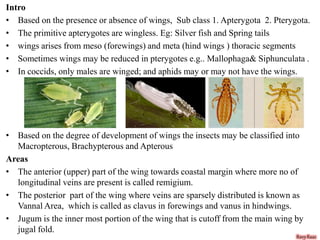 Insect-Wing-1.pdf | Birdwatching | Hobbies & Interests