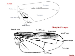 Insect-Wing-1.pdf | Birdwatching | Hobbies & Interests