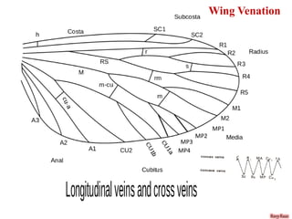 Insect-Wing-1.pdf