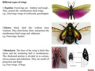 Insect-Wing-1.pdf | Birdwatching | Hobbies & Interests