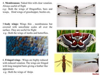 Insect-Wing-1.pdf | Birdwatching | Hobbies & Interests