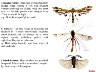 Insect-Wing-1.pdf | Birdwatching | Hobbies & Interests