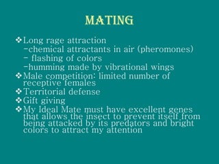 Insecta | PPT | Beekeeping | Hobbies & Interests