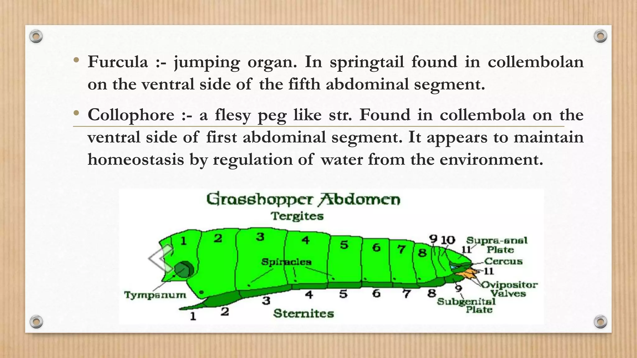 Insect abdomen | PPTX