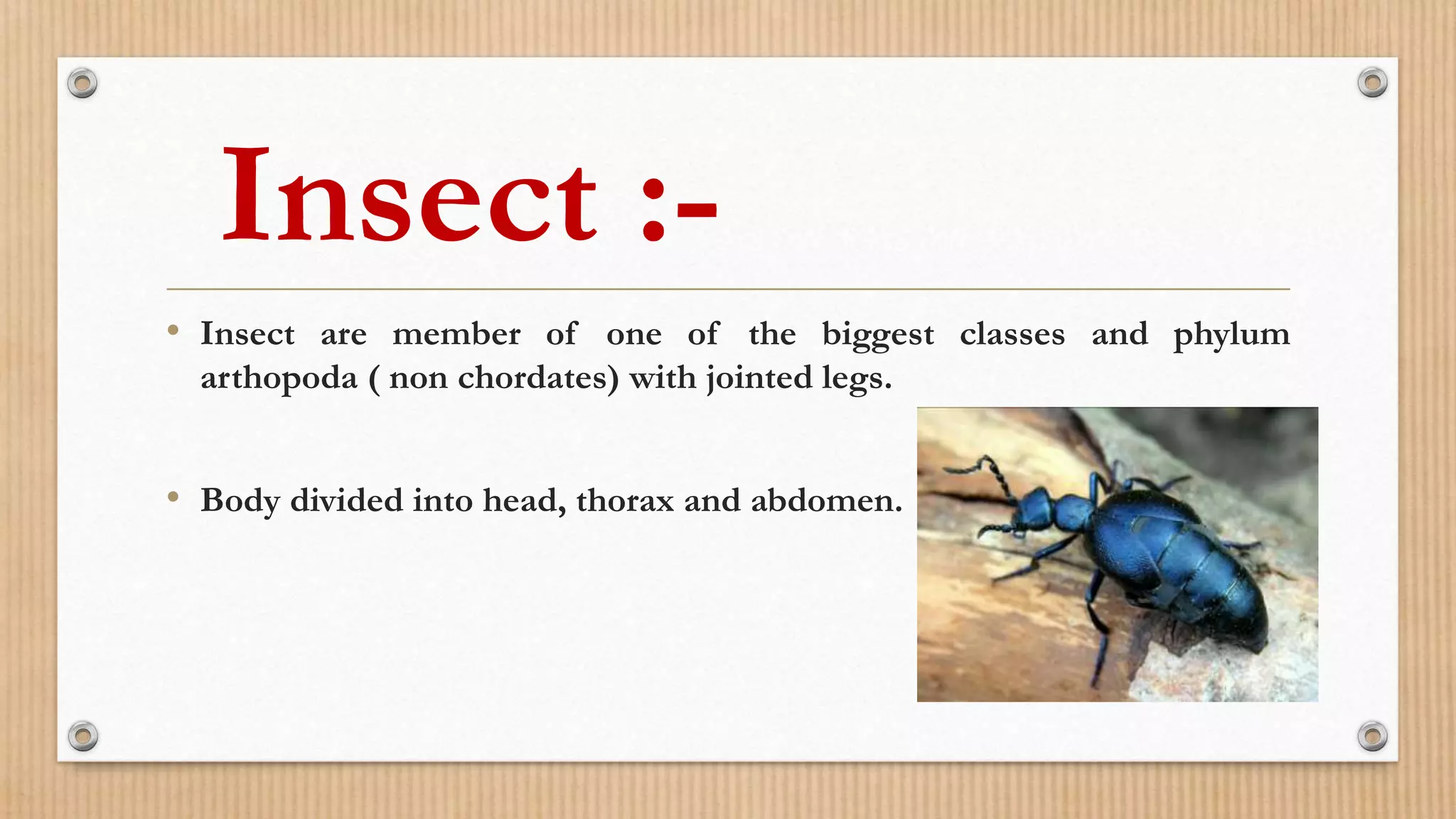 Insect abdomen | PPTX