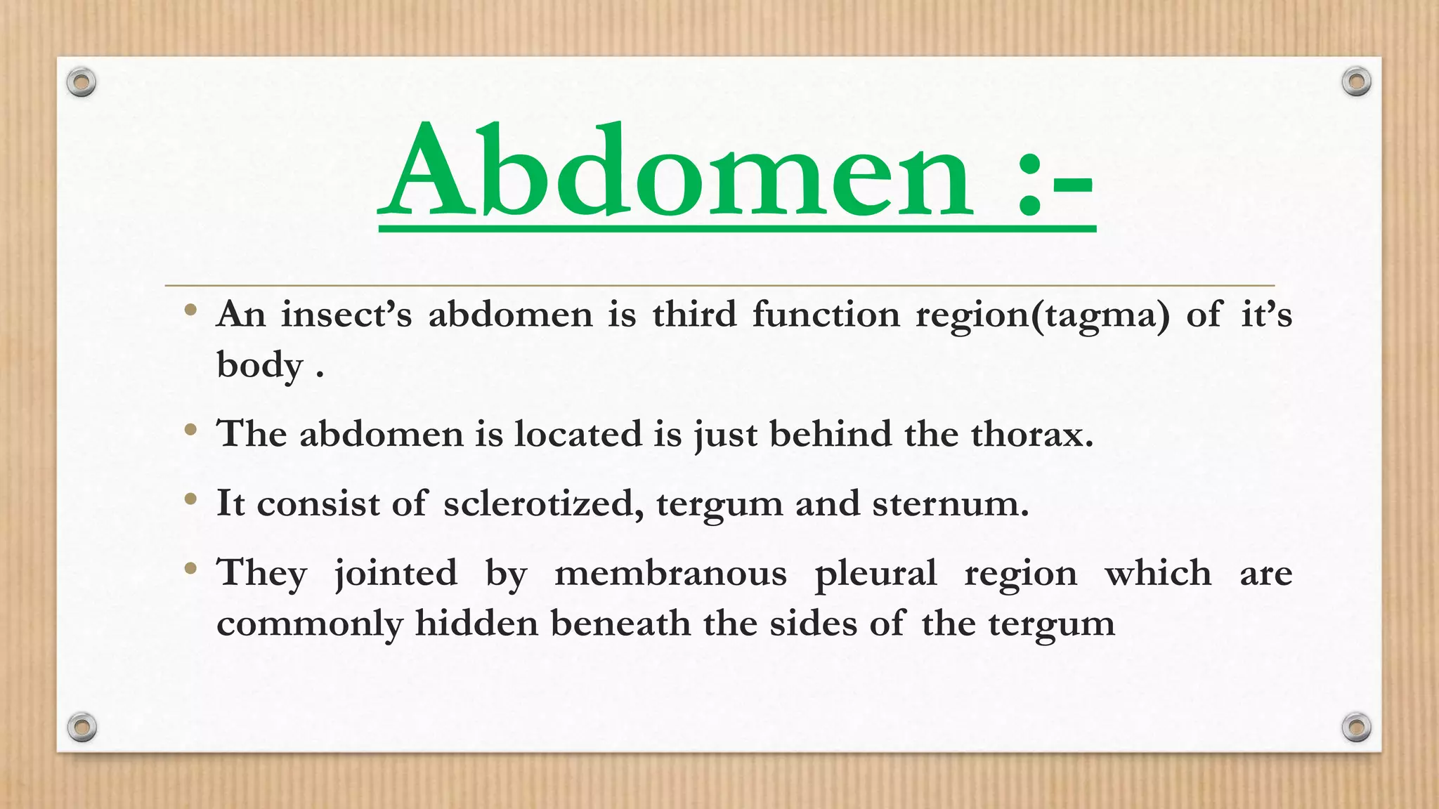Insect abdomen | PPTX | Biological Sciences | Science