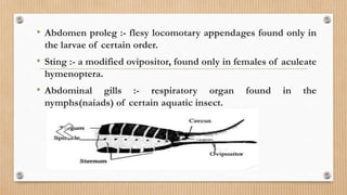 Insect abdomen | PPTX