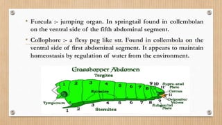Insect abdomen | PPTX