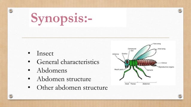 Insect abdomen | PPTX | Biological Sciences | Science