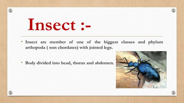 Insect abdomen | PPTX | Biological Sciences | Science