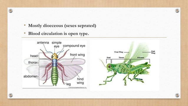 Insect abdomen | PPTX | Biological Sciences | Science