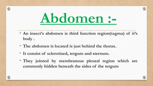 Insect abdomen | PPTX | Biological Sciences | Science