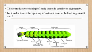 Insect abdomen | PPTX