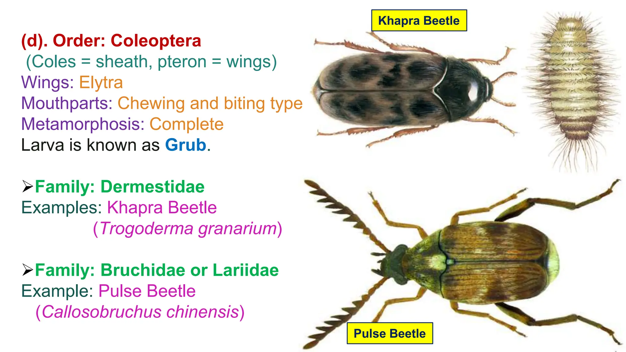 insectaclassification and orders of important insects | PPT