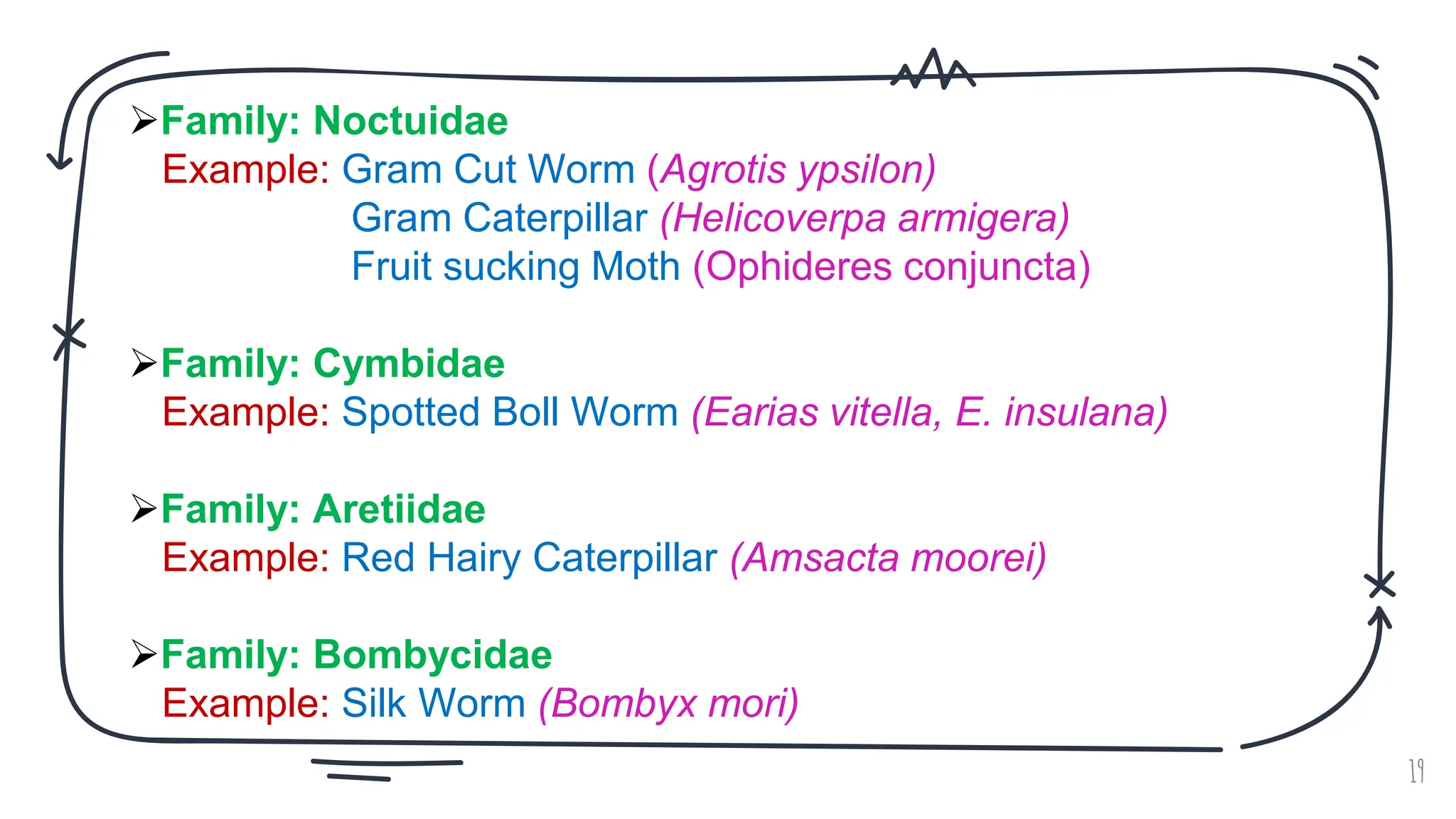 insectaclassification and orders of important insects | PPTX