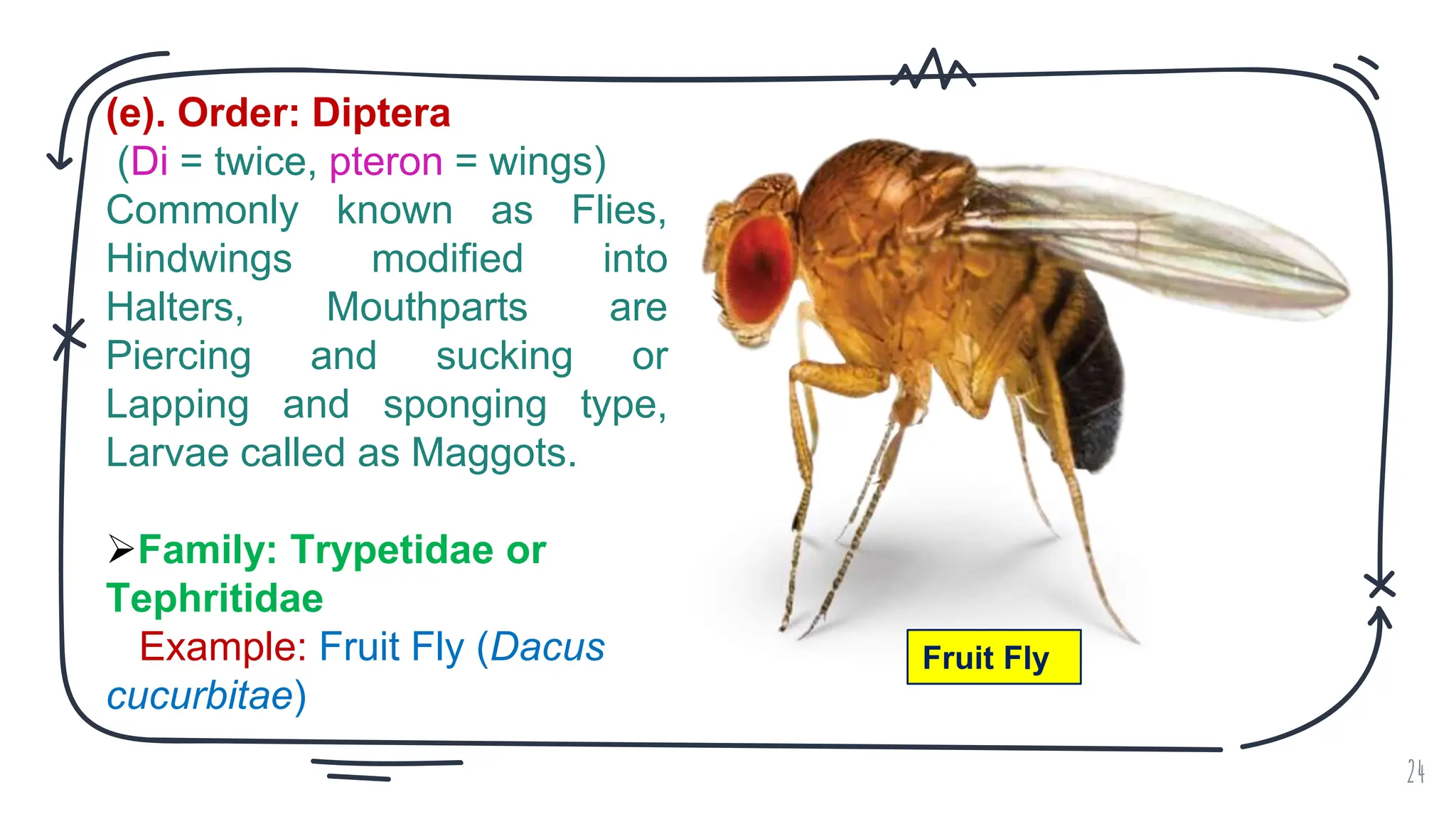 insectaclassification and orders of important insects | PPTX