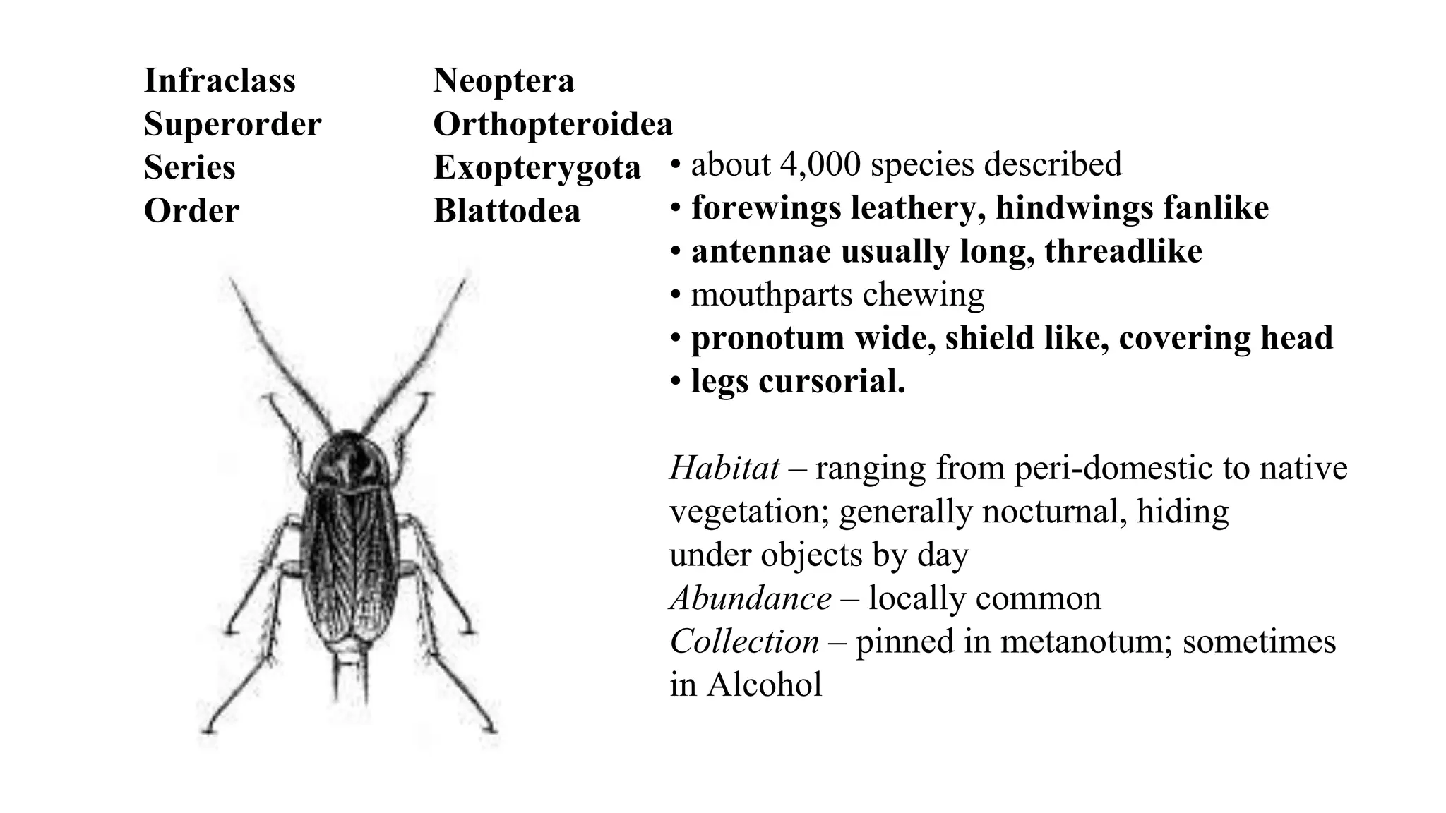 insectaclassification and orders of important insects | PPTX