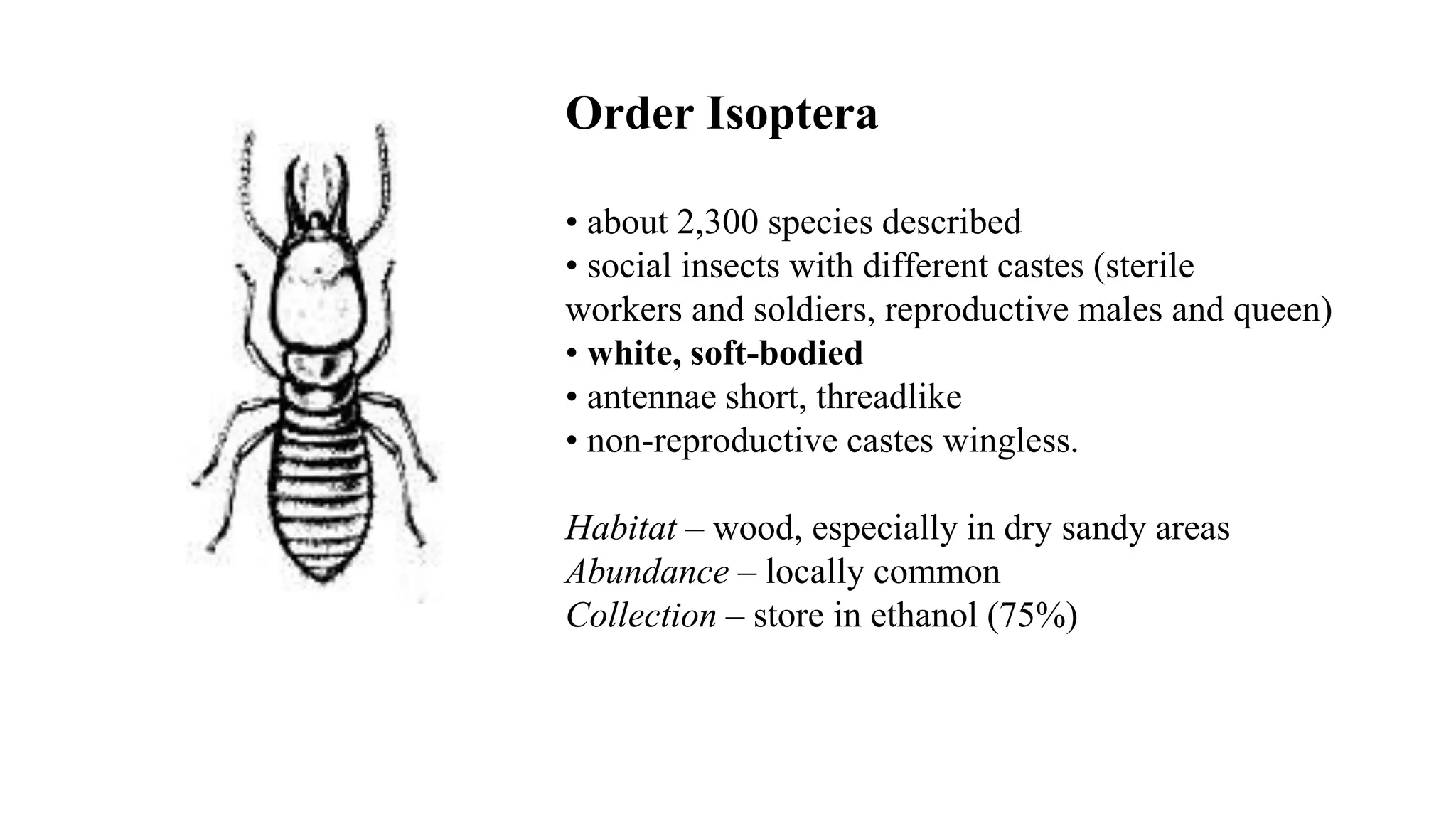 insectaclassification and orders of important insects | PPTX