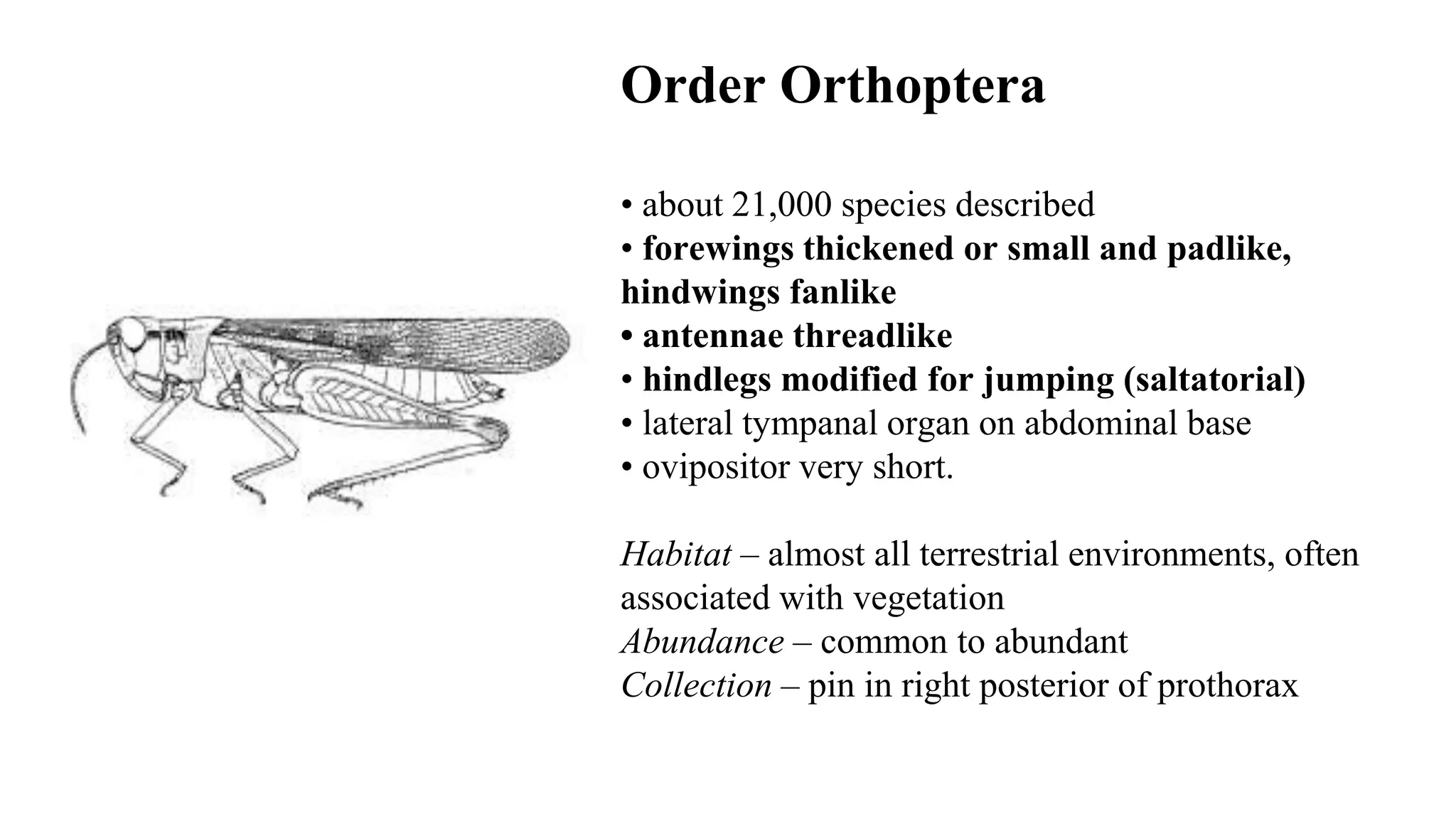 insectaclassification and orders of important insects | PPTX