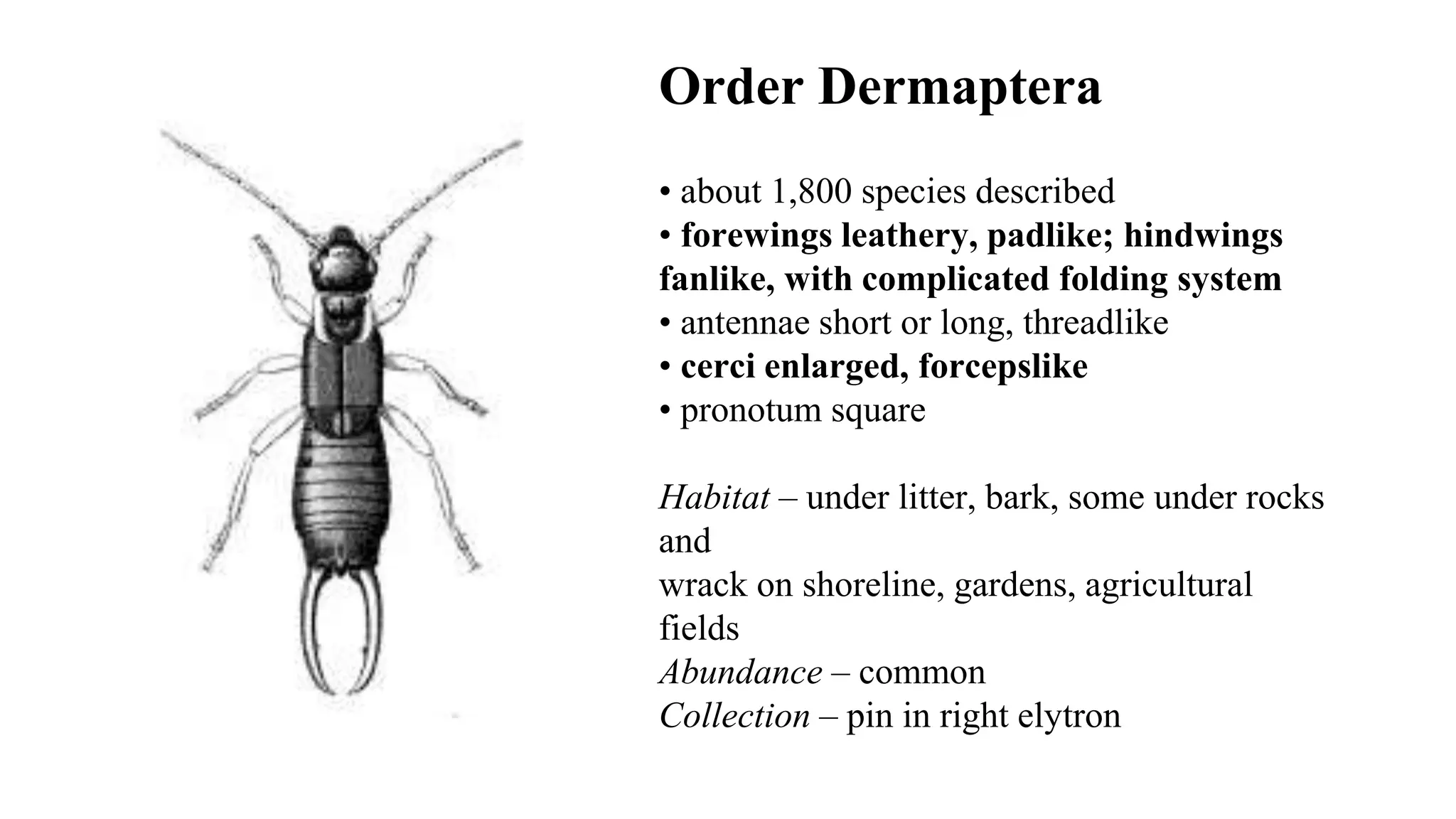 insectaclassification and orders of important insects | PPTX