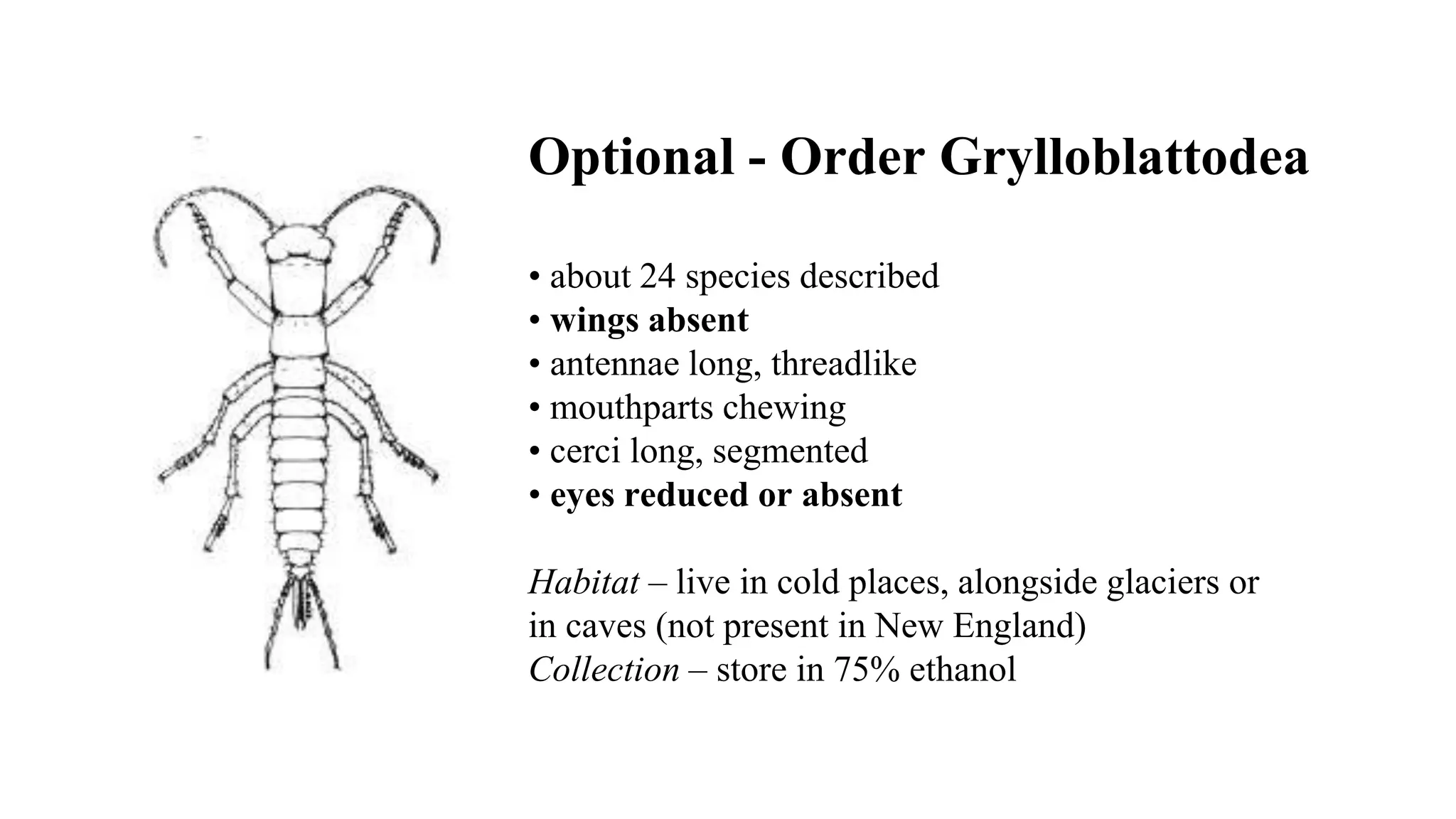 insectaclassification and orders of important insects | PPT