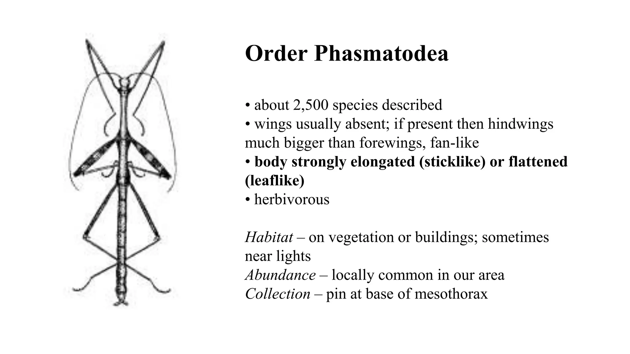 insectaclassification and orders of important insects | PPT