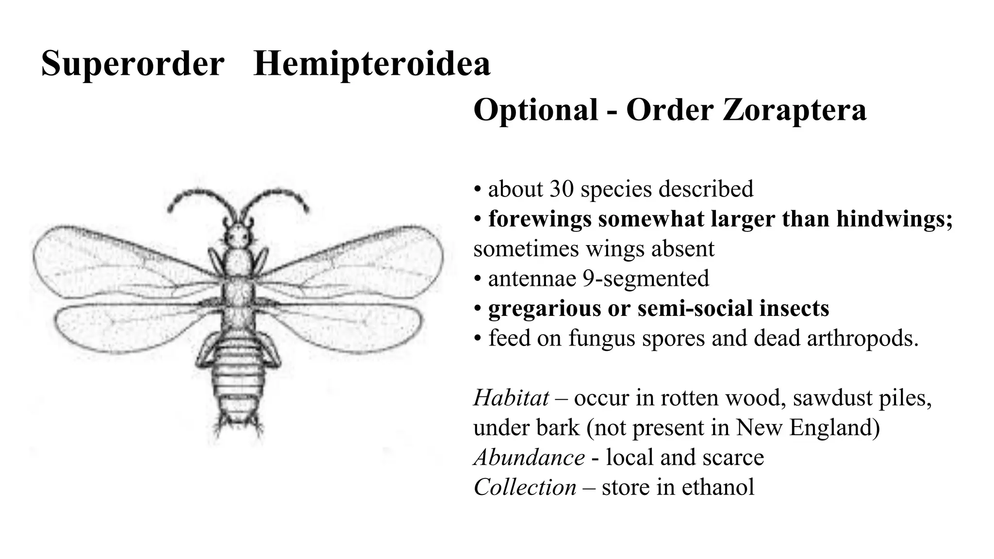 insectaclassification and orders of important insects | PPT