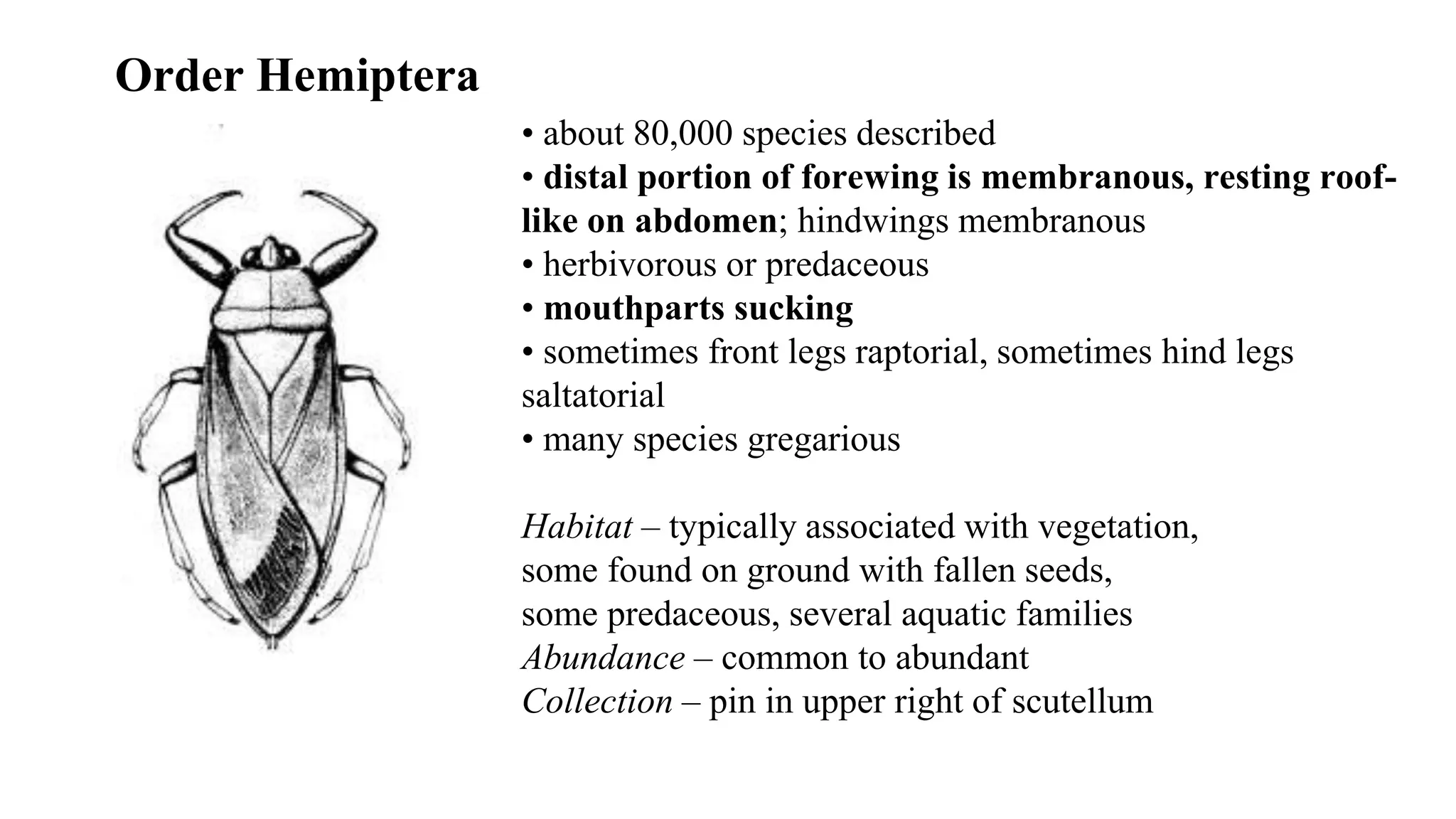 insectaclassification and orders of important insects | PPT
