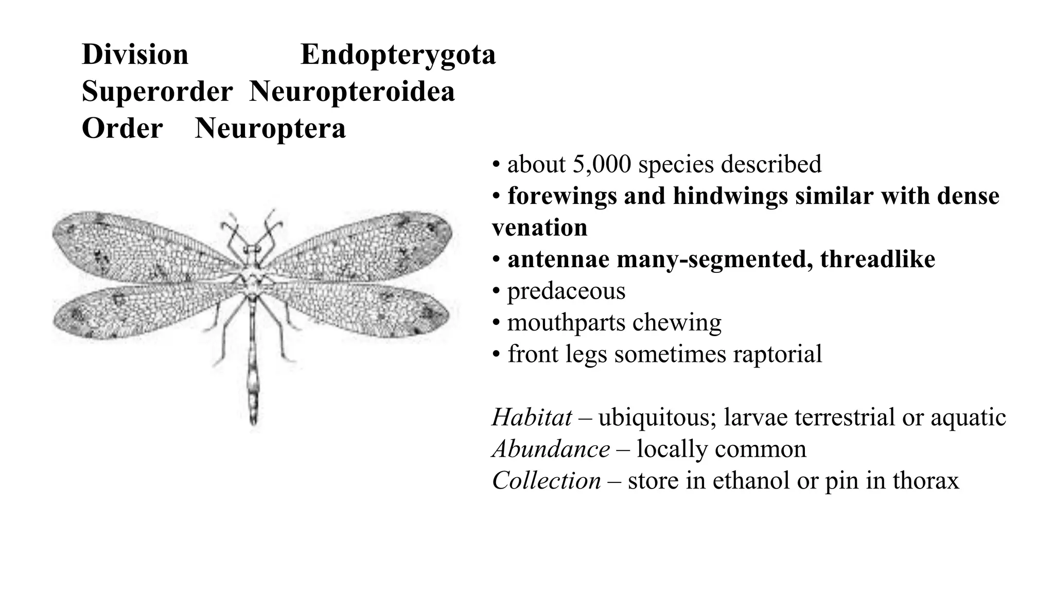 insectaclassification and orders of important insects | PPT