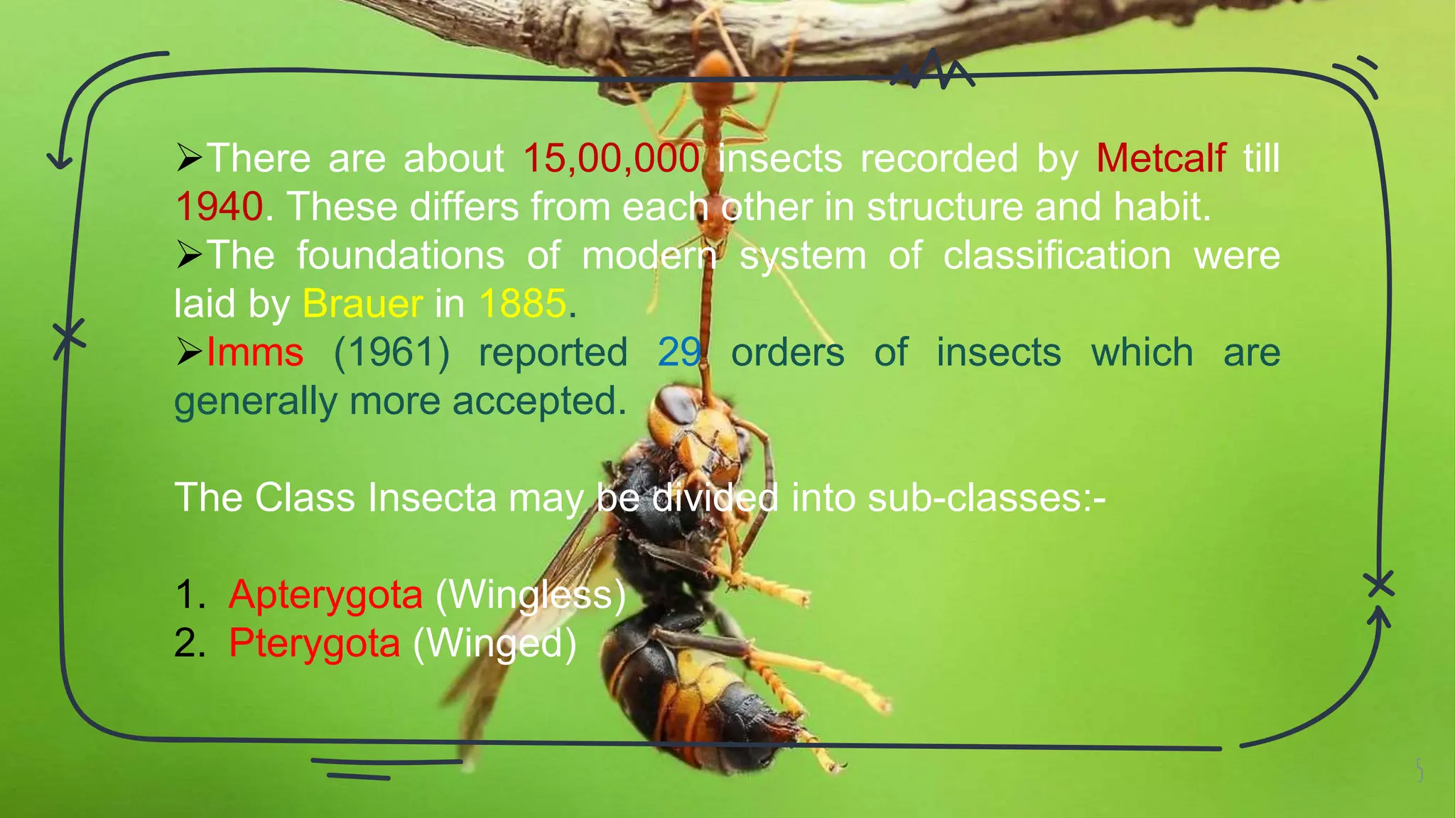 insectaclassification and orders of important insects | PPT