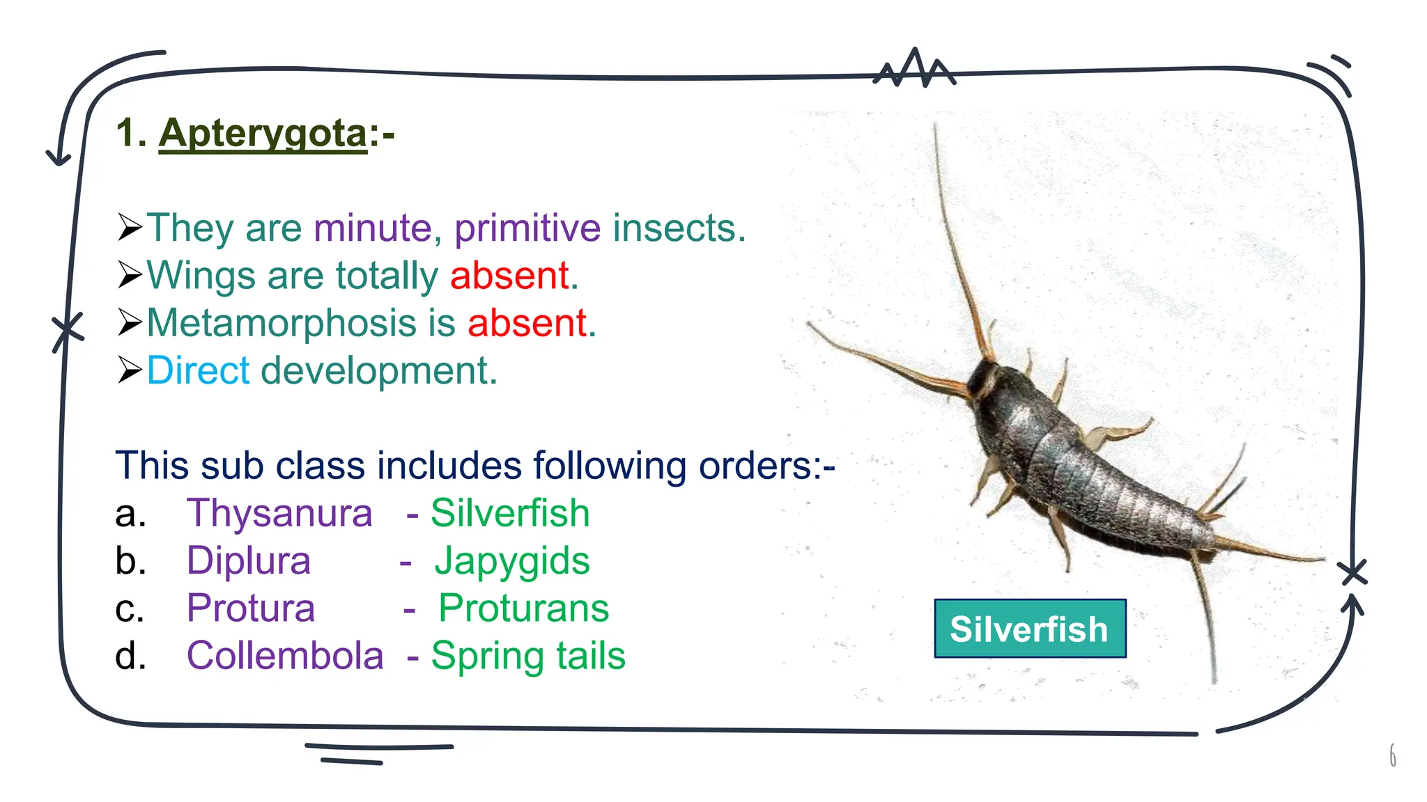 insectaclassification and orders of important insects | PPTX