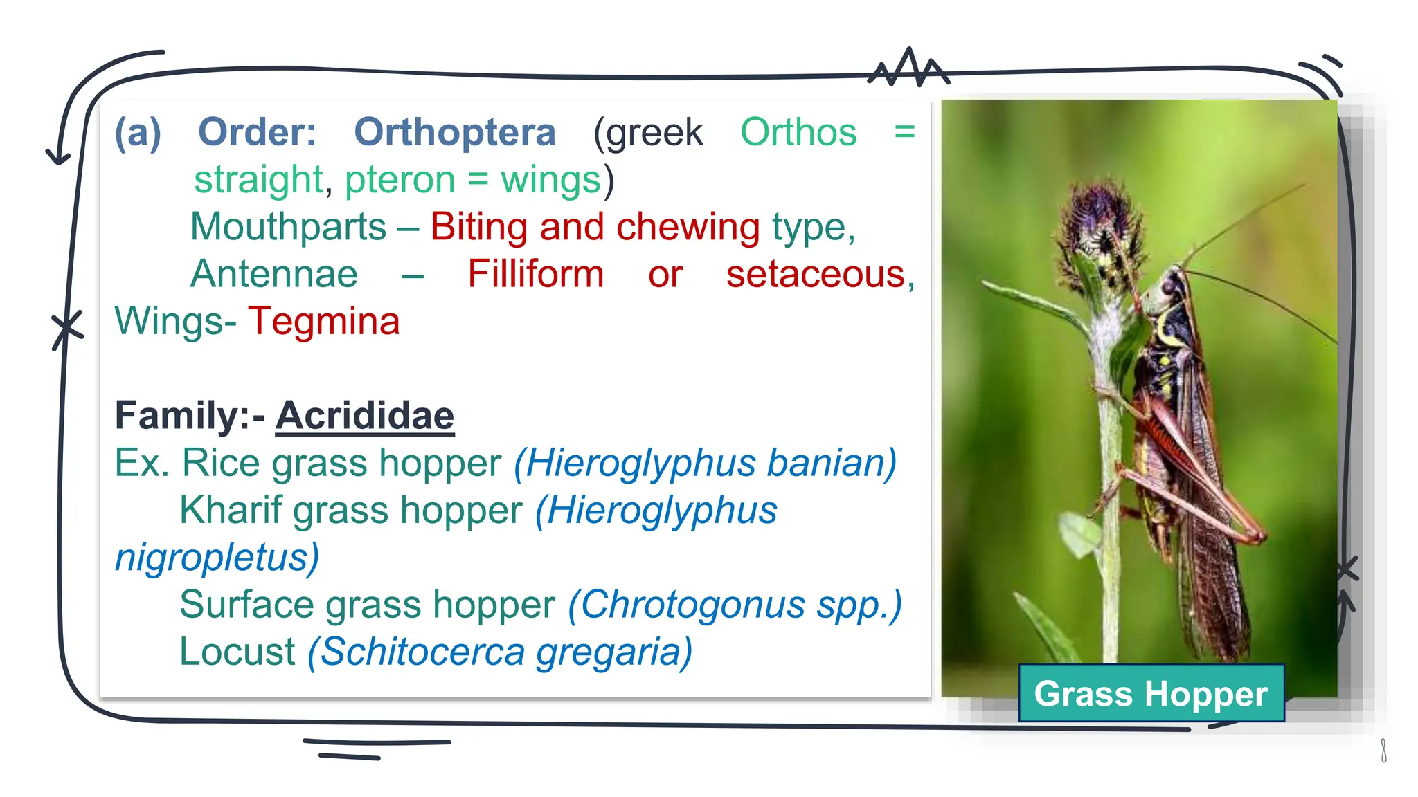 insectaclassification and orders of important insects | PPTX