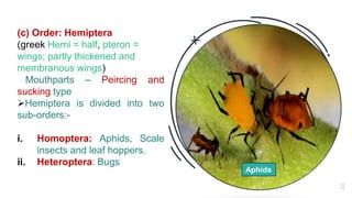 insectaclassification and orders of important insects | PPTX
