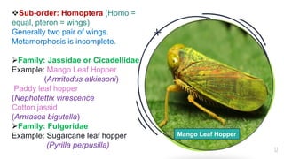insectaclassification and orders of important insects | PPTX