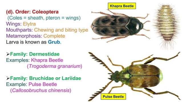 insectaclassification and orders of important insects | PPT