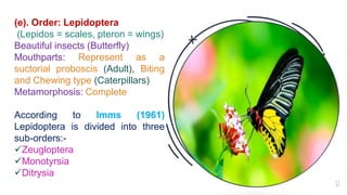 insectaclassification and orders of important insects | PPTX