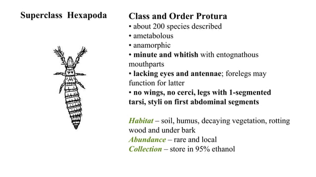 insectaclassification and orders of important insects | PPT