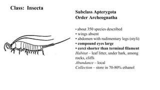 insectaclassification and orders of important insects | PPTX