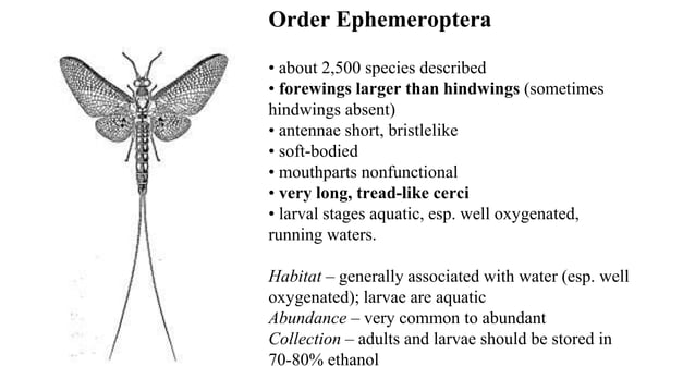 insectaclassification and orders of important insects | PPT